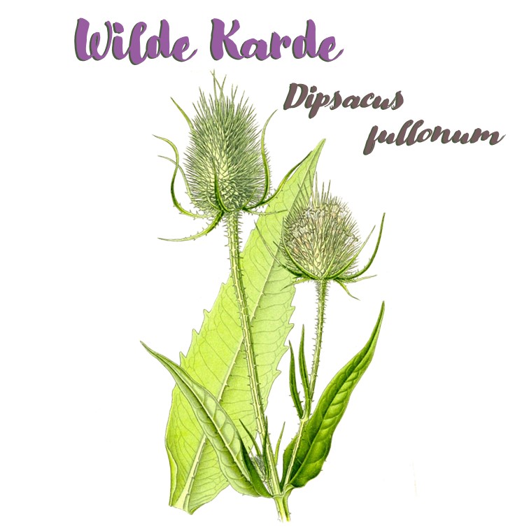 Pflanze des Monats Juli 2023: Die Wilde Karde (Dipsacus fullonum) - Deutschland summt!